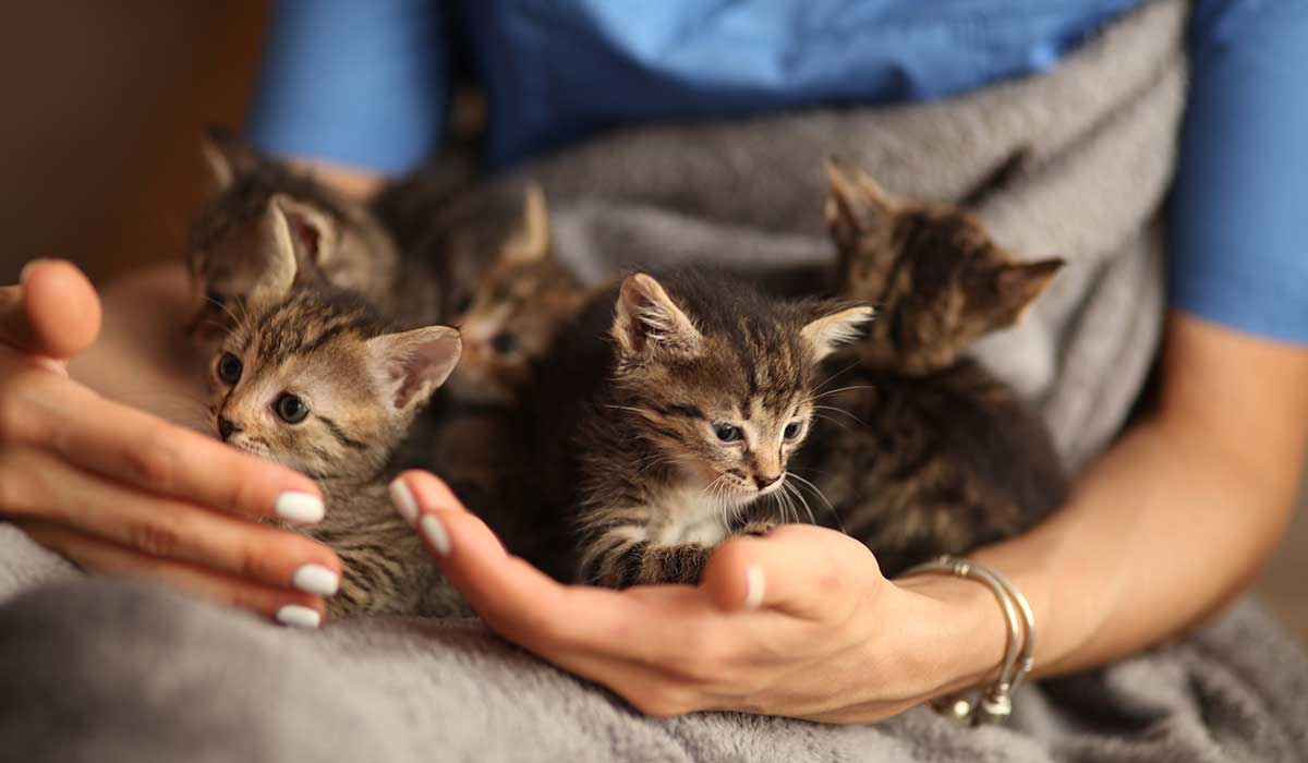 Become a Foster! – All 4 Cats